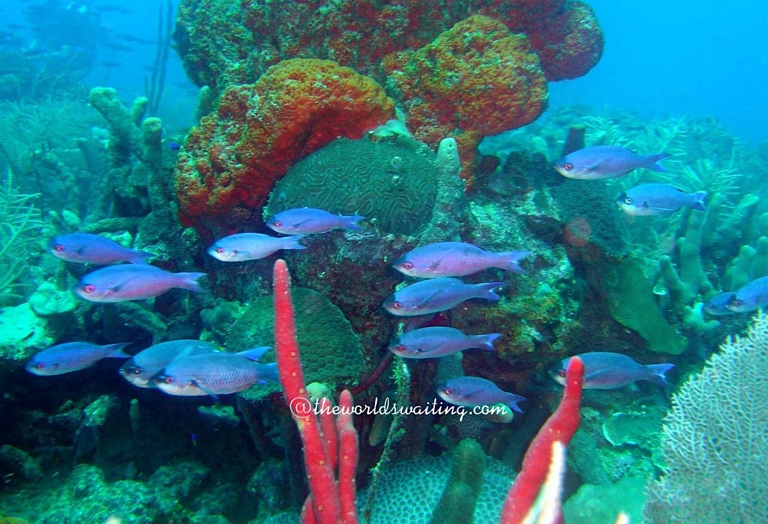 Top 10 things to do in Barbados – The World is Waiting