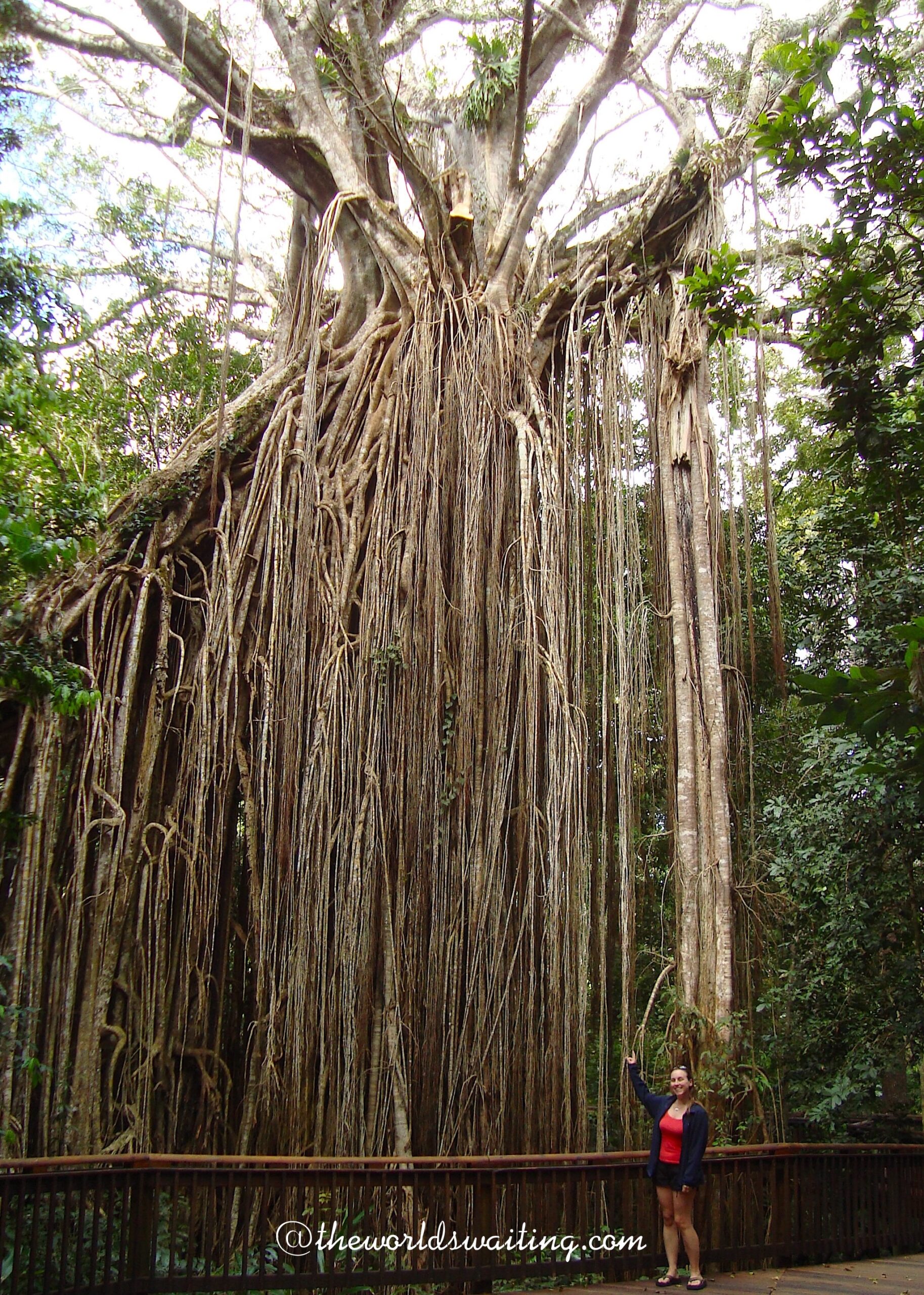 A Foray into the Atherton Tablelands – The World is Waiting