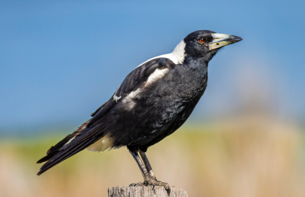 Australia’s Mental Magpies – The World is Waiting