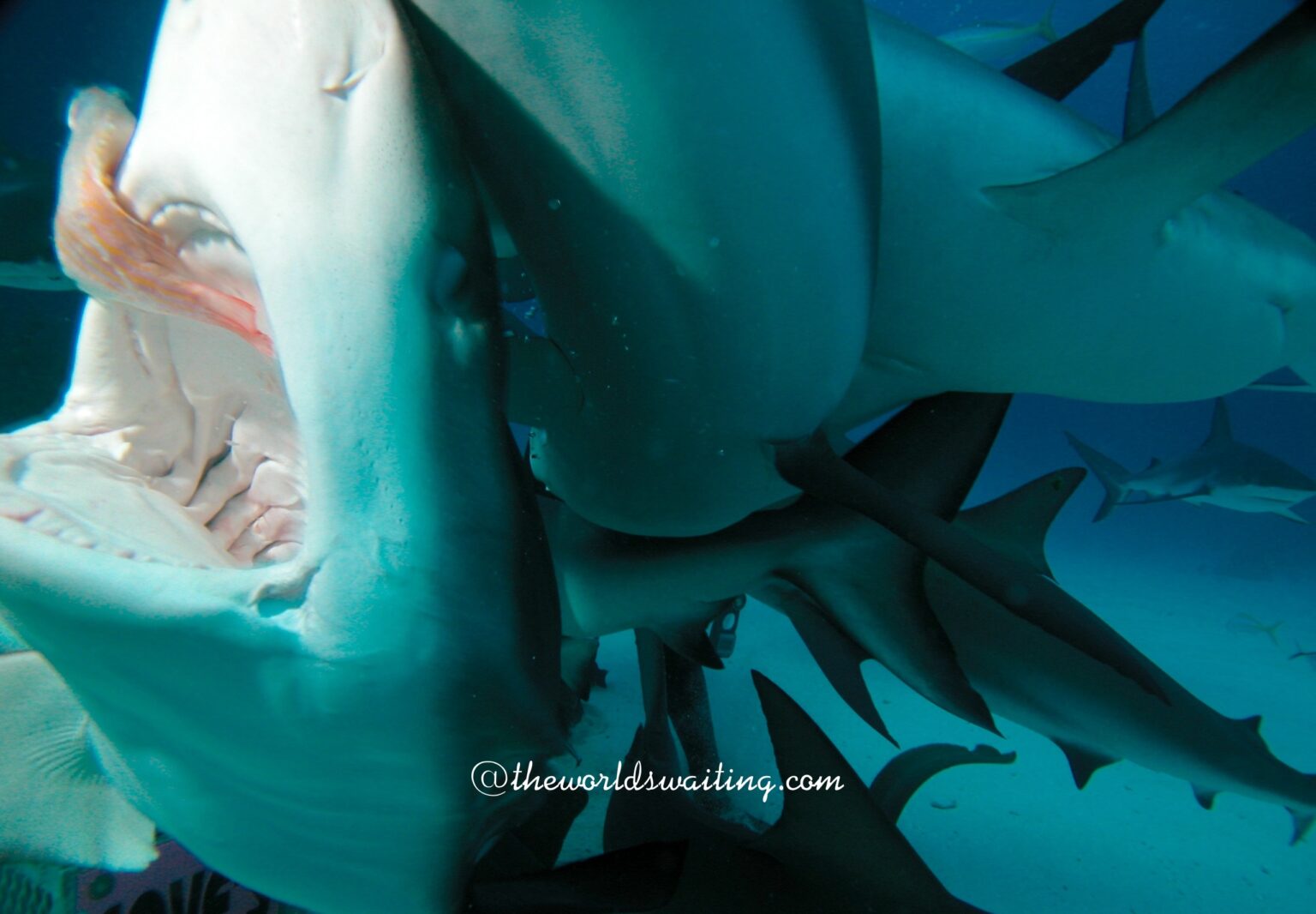 The day I became a Shark Photographer – The World is Waiting