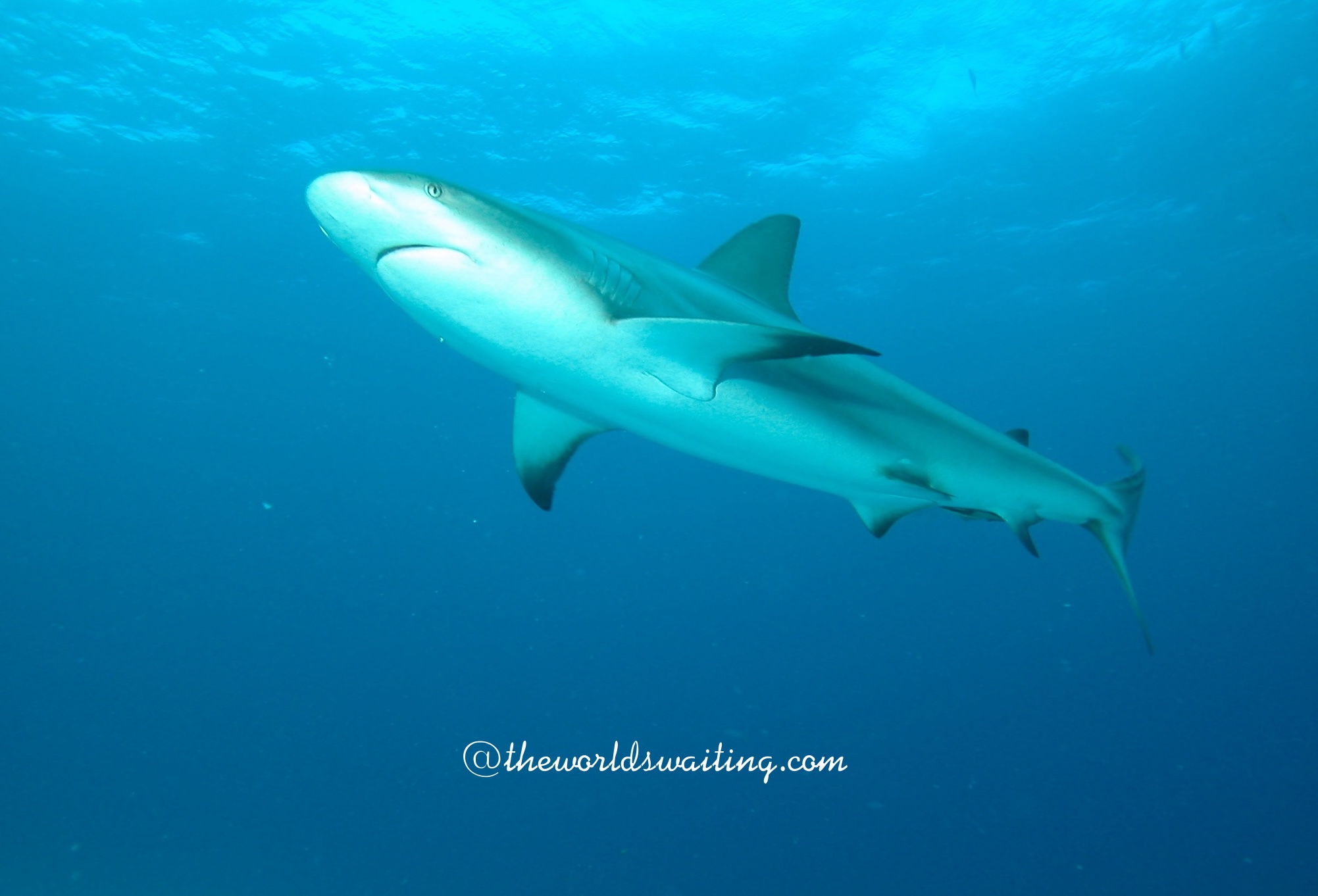 The day I became a Shark Photographer – The World is Waiting