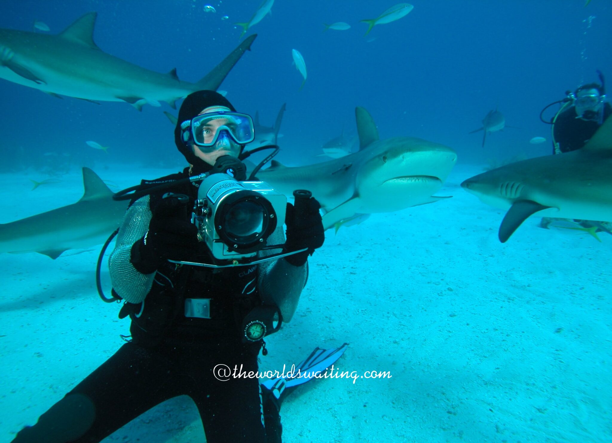 The day I became a Shark Photographer – The World is Waiting