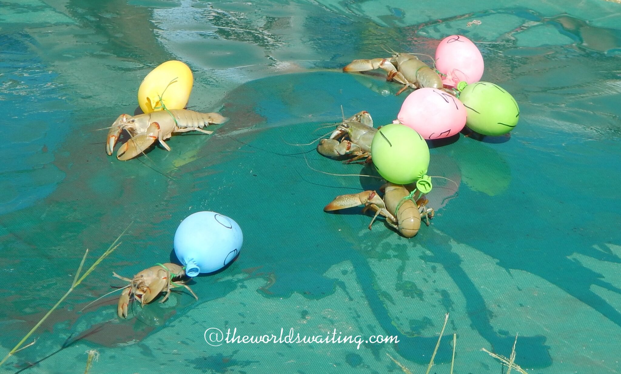 Yabby racing in Western Australia – The World is Waiting