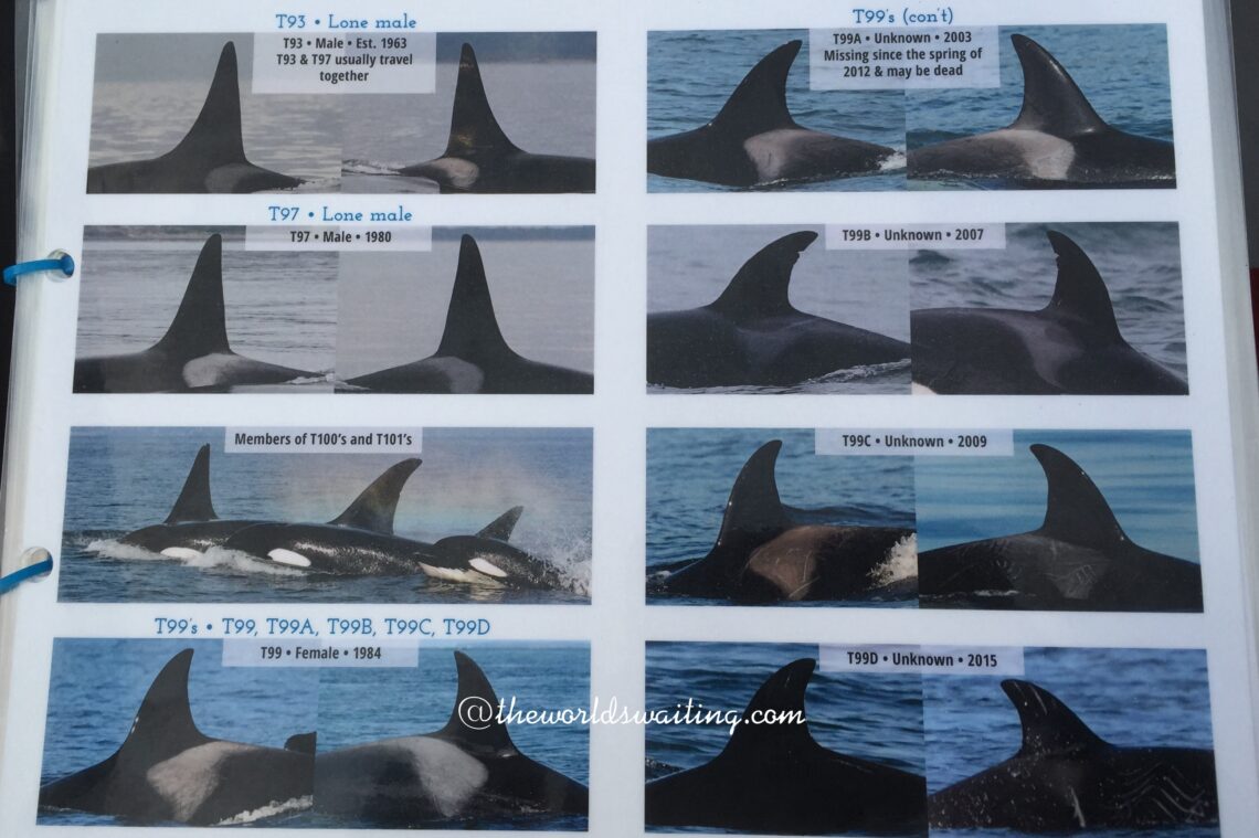 Whale watching in Vancouver – The World is Waiting