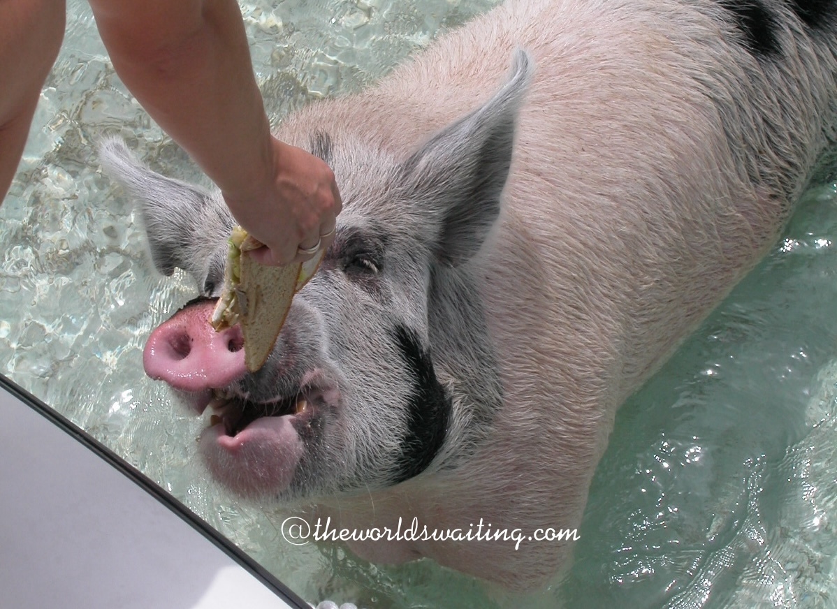 Swim with Pigs in the Bahamas – The World is Waiting