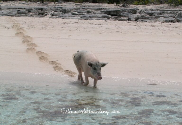 Swim with Pigs in the Bahamas – The World is Waiting
