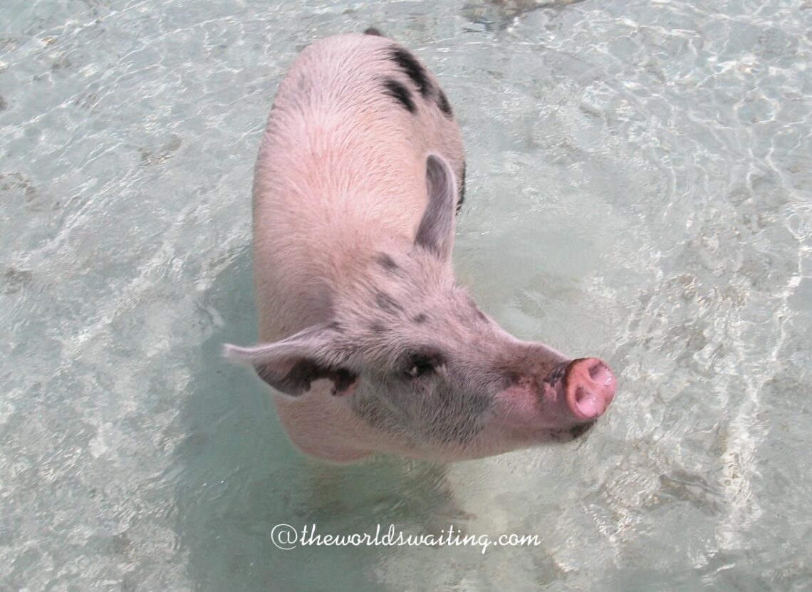 Swim with Pigs in the Bahamas – The World is Waiting