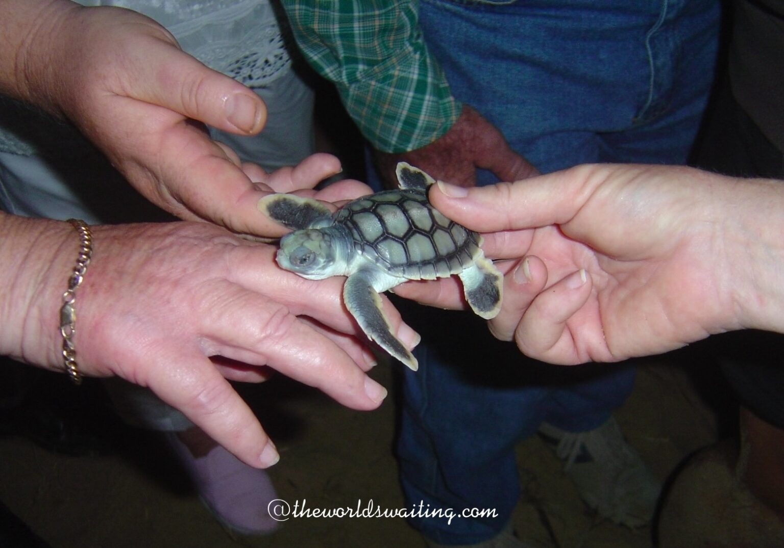 Queensland Turtles – The World is Waiting