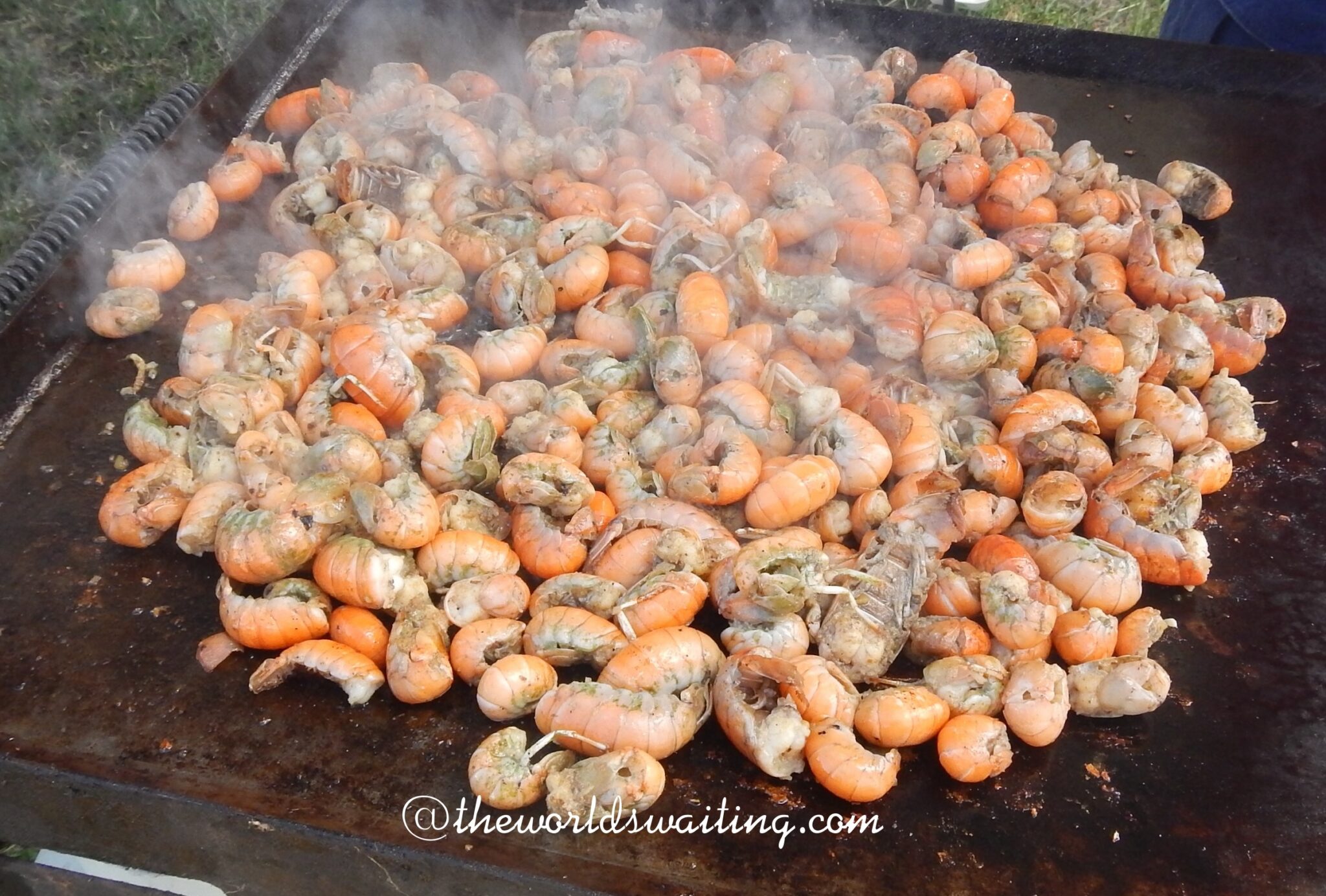 Yabby racing in Western Australia – The World is Waiting