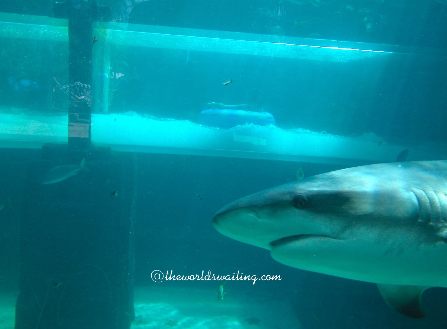 Top 10 Things To Do at Atlantis, Bahamas – The World is Waiting