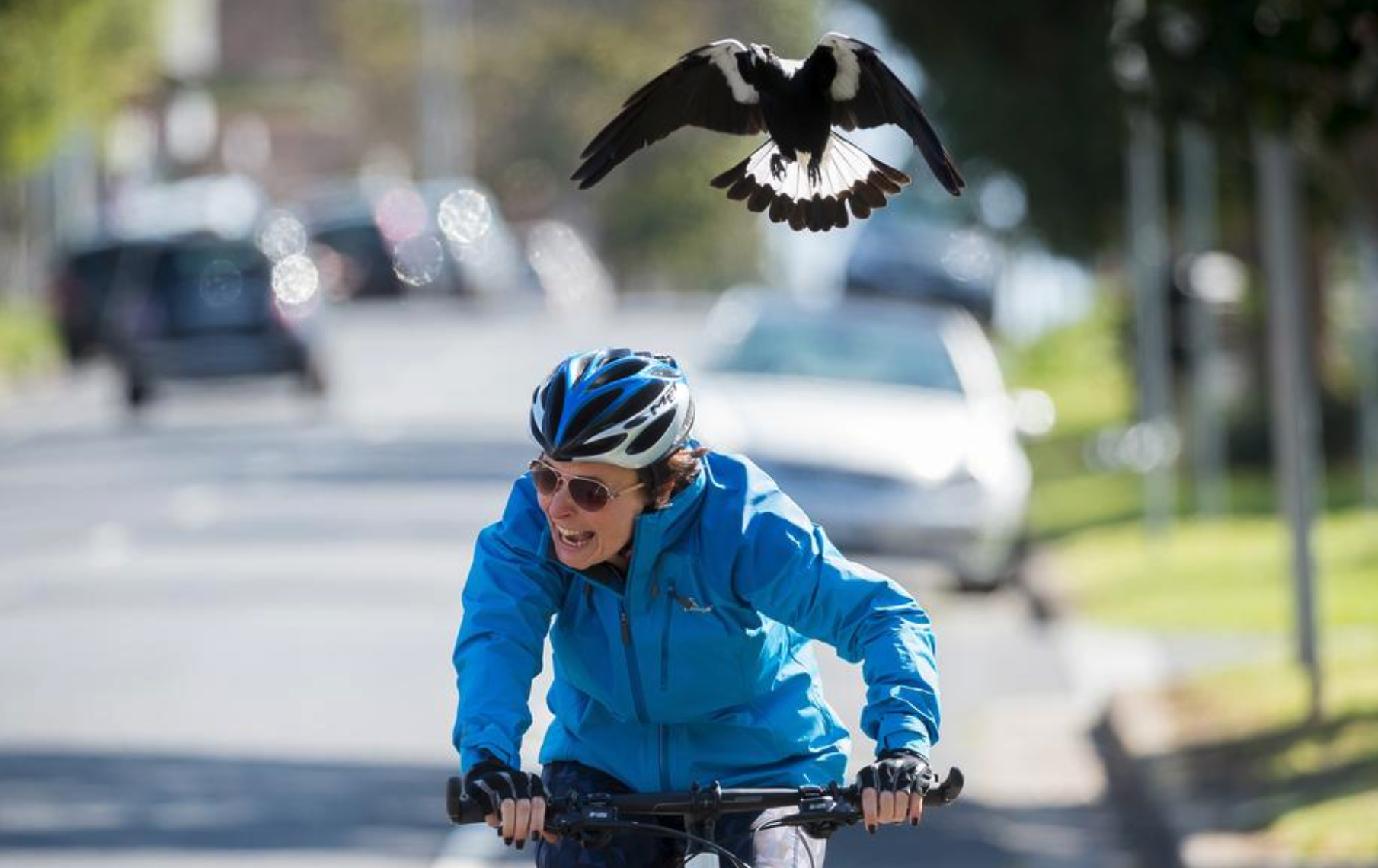 Australia’s Mental Magpies – The World is Waiting